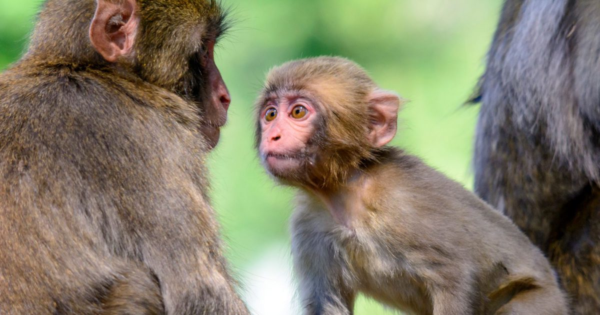 Kontakt - Abenteuer Affenberg