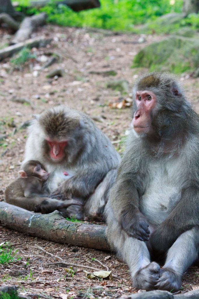 Fotoshooting mit eigenem Guide - Abenteuer Affenberg
