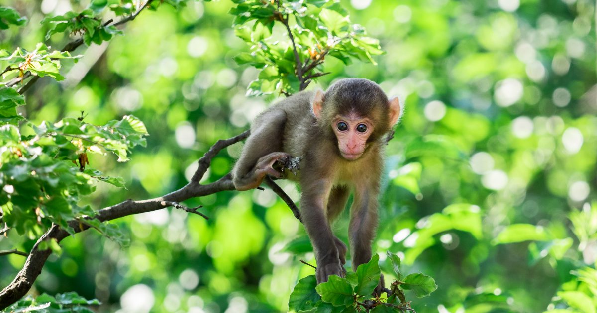 Affenberg - "Monkey Mountain" - Abenteuer Affenberg