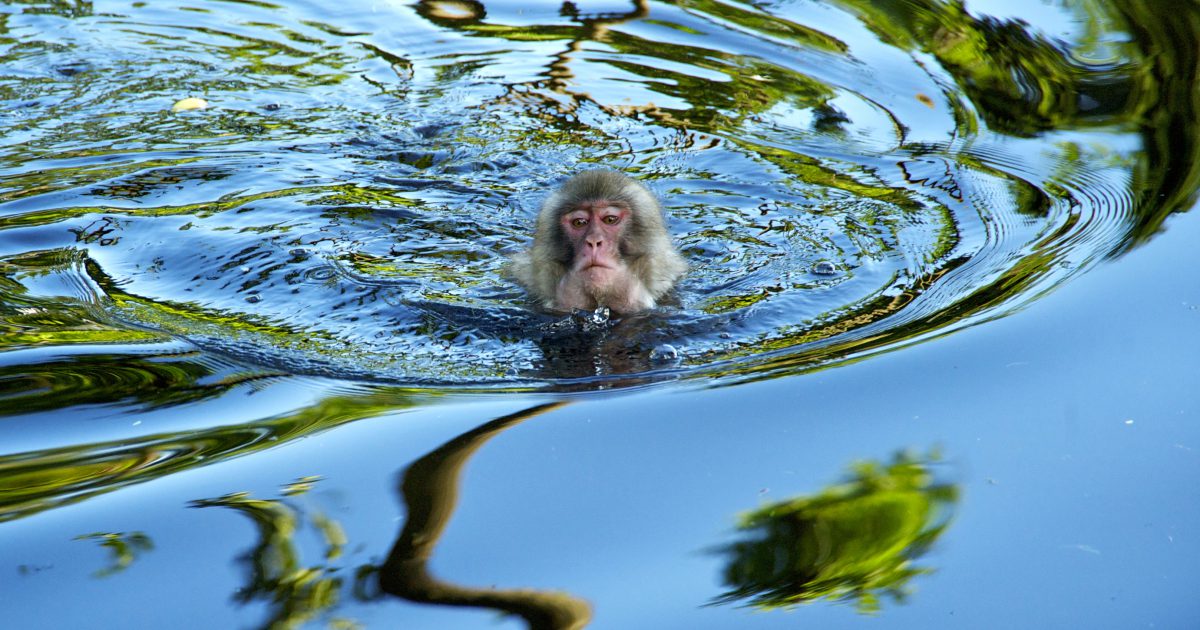 Tickets & Zeiten - Abenteuer Affenberg