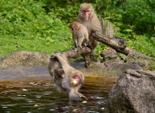 Abenteuer Affenberg - Abenteuer Affenberg