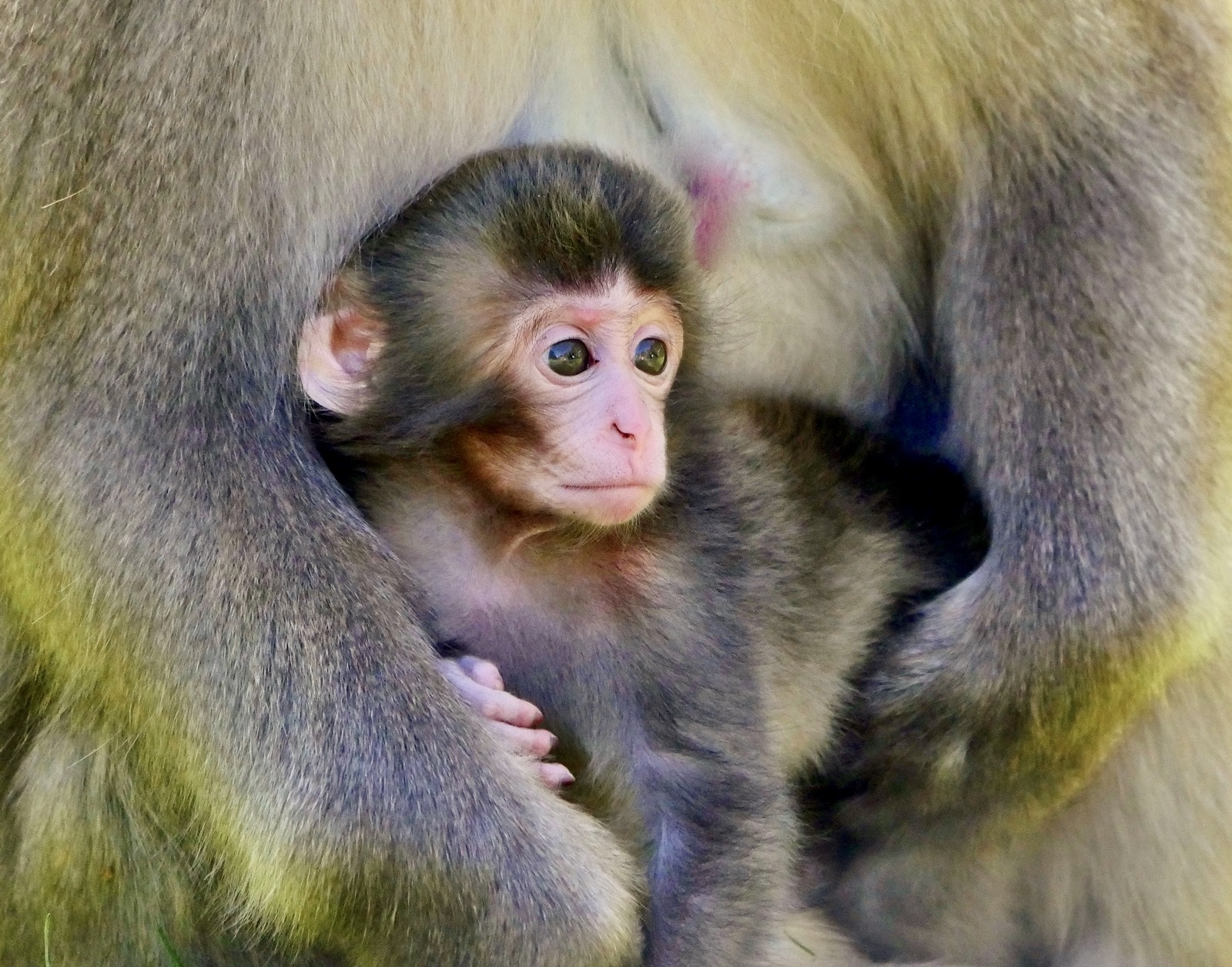 Affenberg - "Monkey Mountain" - Abenteuer Affenberg